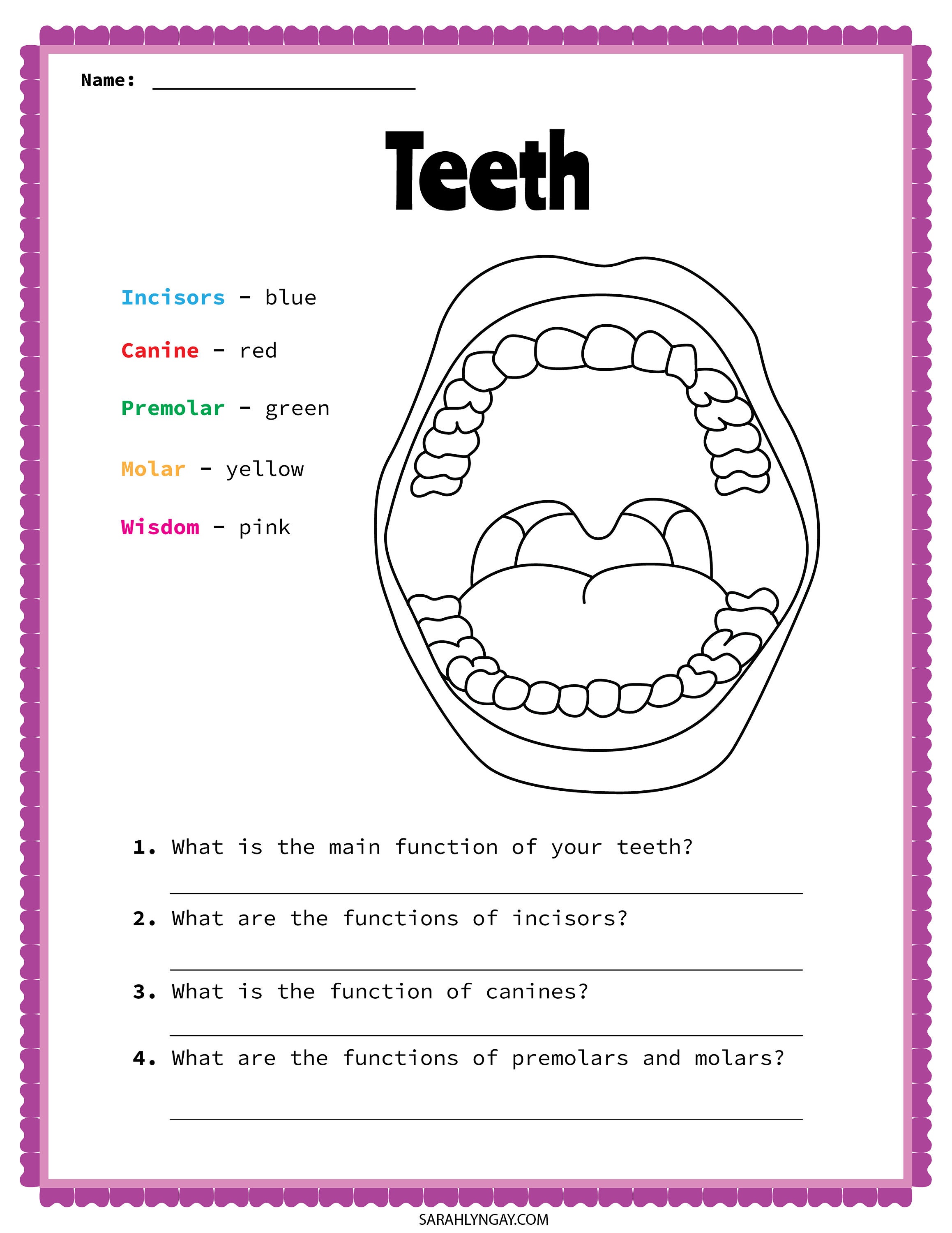 Parts of a Tooth Set, Instant Download, Digital Download, Kid’s ...