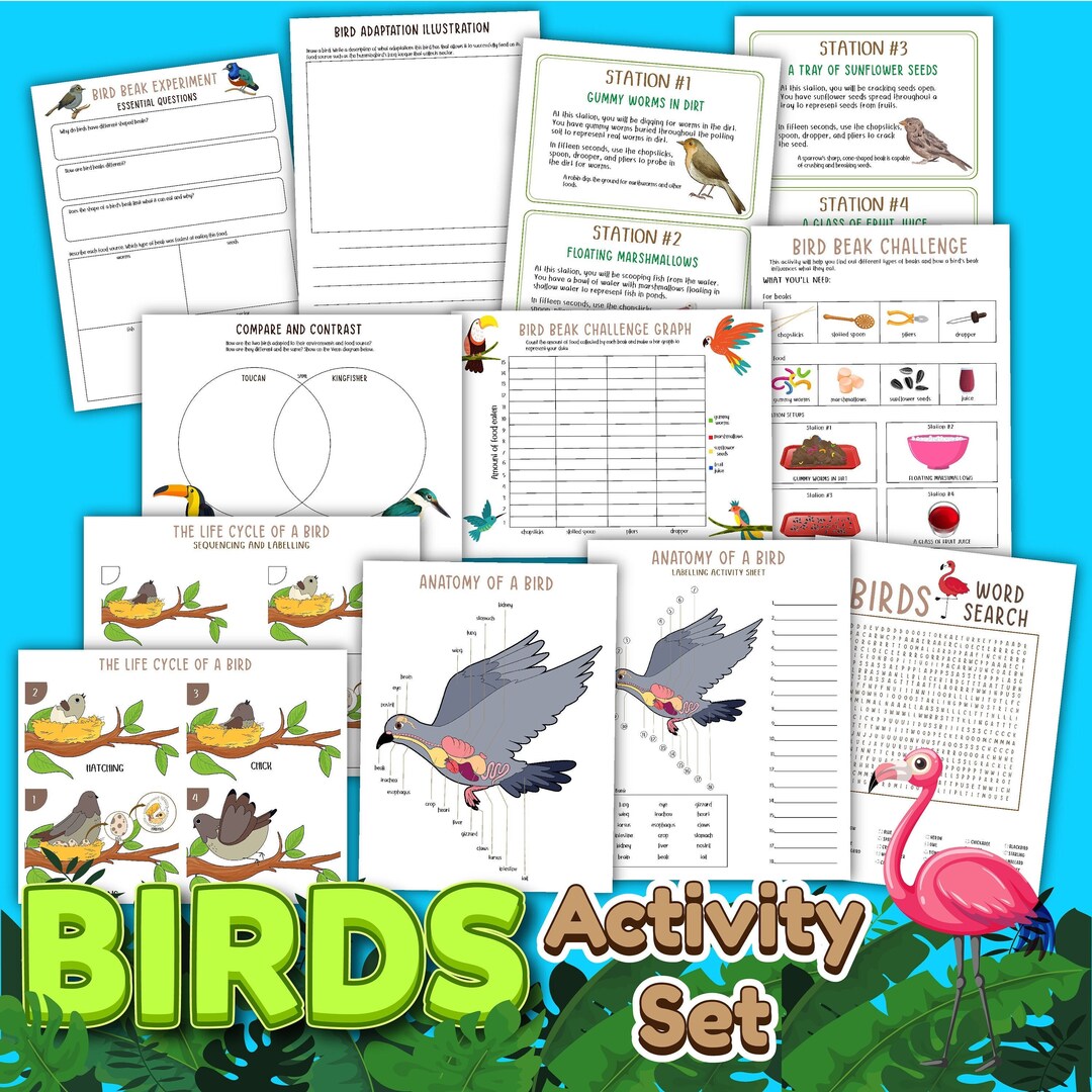 Birds Activity Set, STEM Worksheets, Instant Download, Digital Download ...