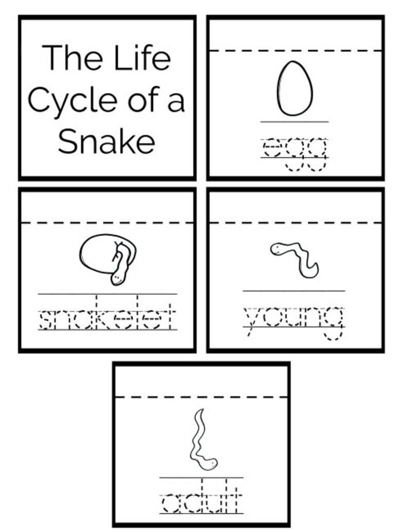 Snake Lifecycle Lapbook, Snake Lifecycle, Lapbook, Digital Download ...