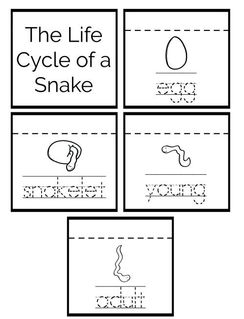 Snake Lifecycle Lapbook, Snake Lifecycle, Lapbook, Digital Download ...