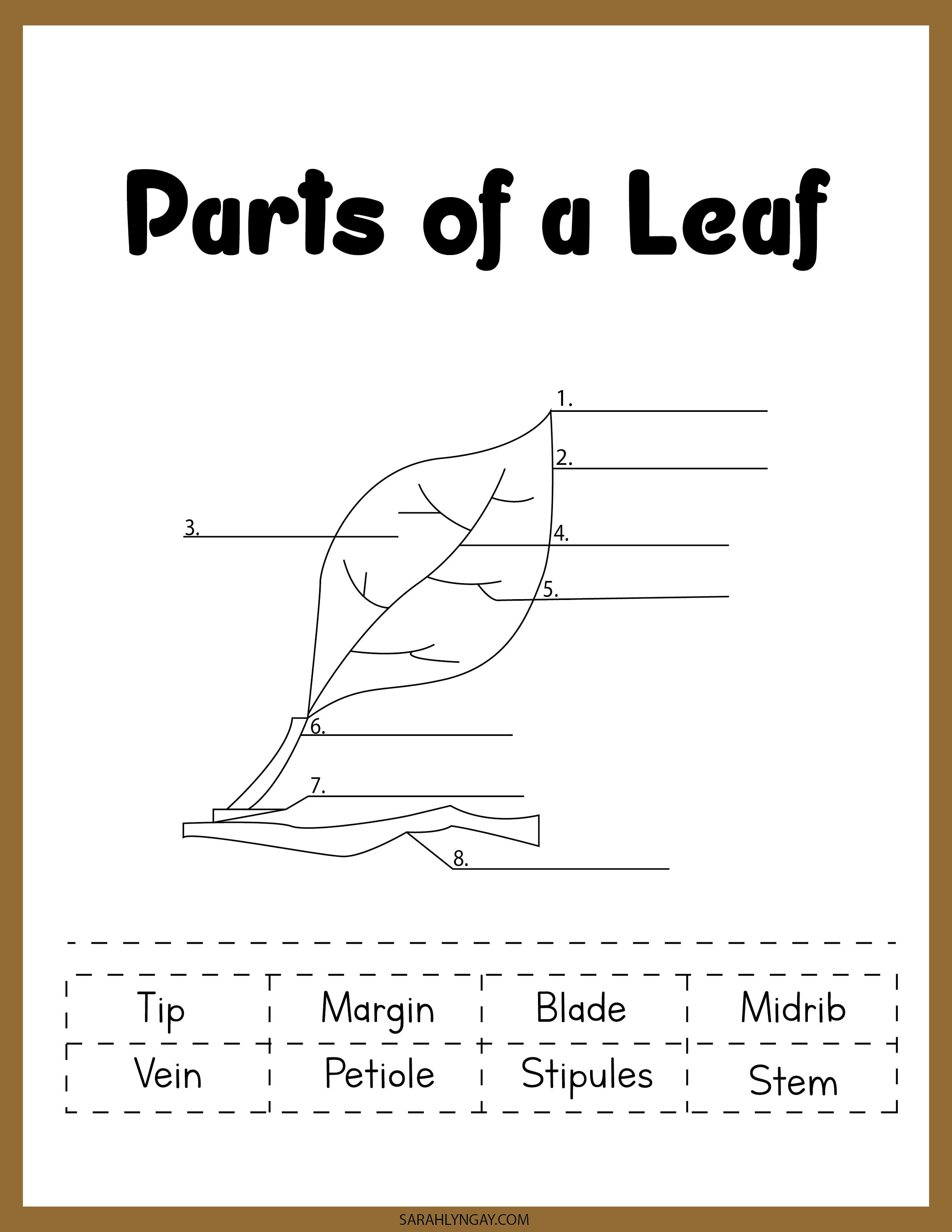 Leaves, All About Leaves, Instant Download, STEM Workbook, Digital ...