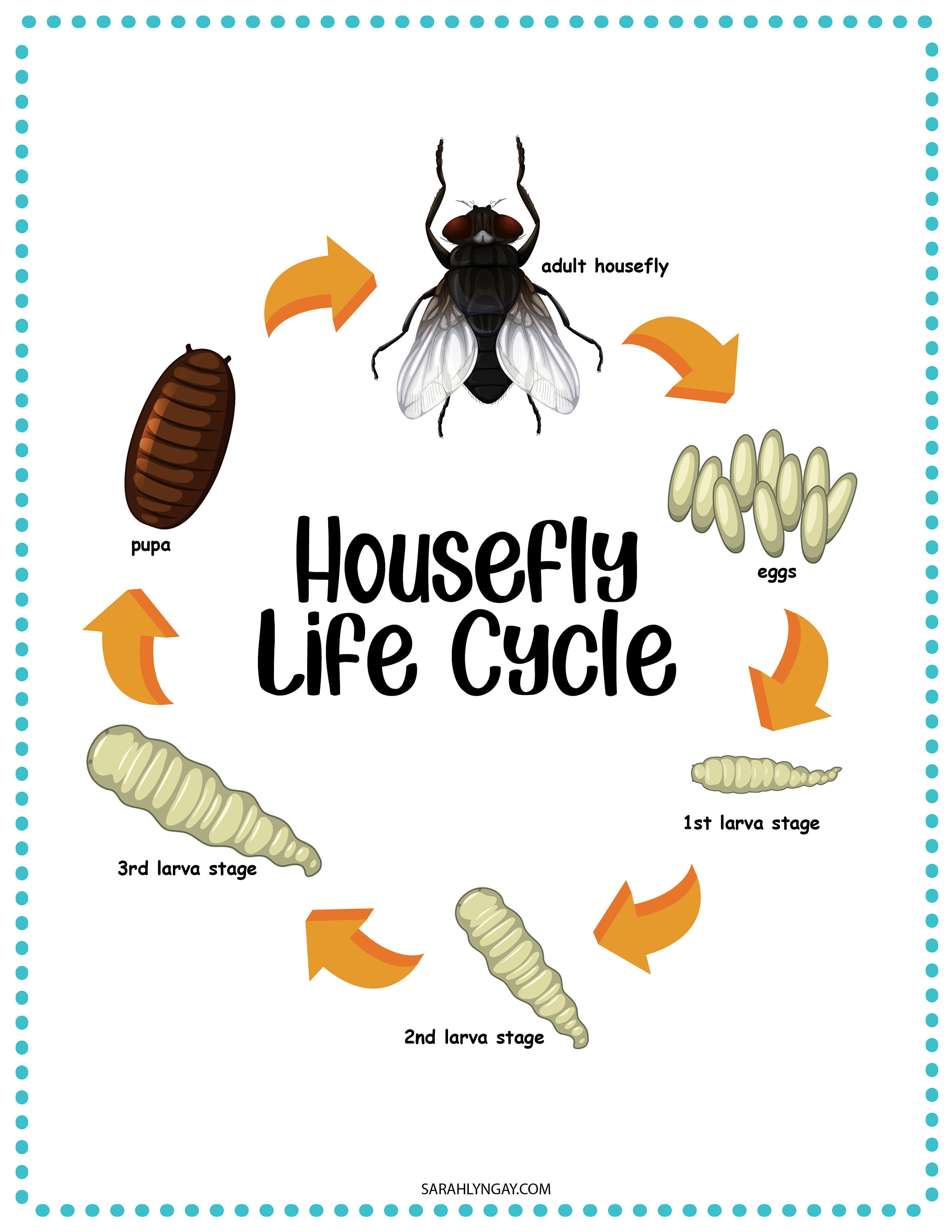 Housefly Life Cycle Instant Download STEM Workbook Digital - Etsy Ireland