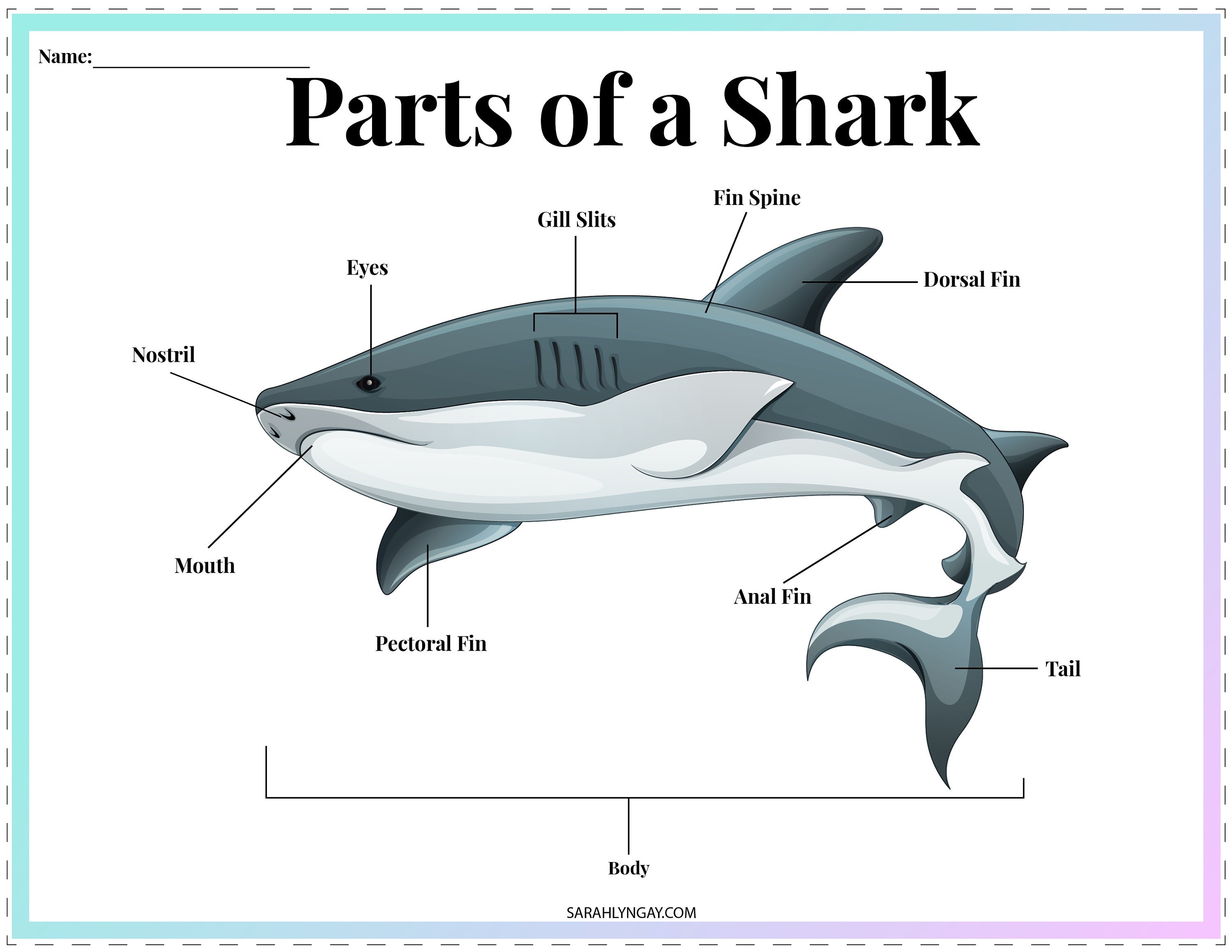 Sharks, Shark Activity Set, Shark Facts, Digital Download, Instant ...
