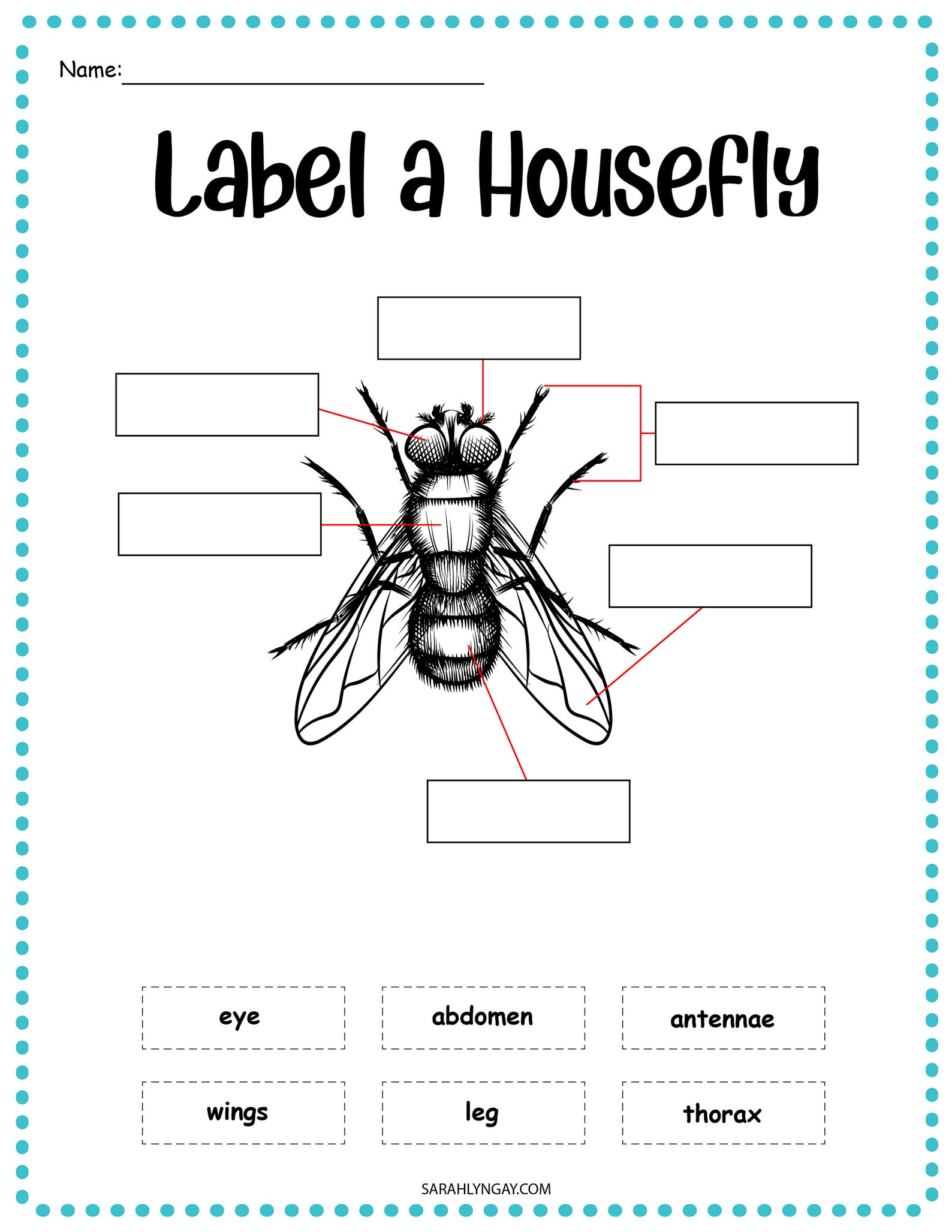 Housefly Life Cycle, Instant Download, STEM Workbook, Digital Download ...
