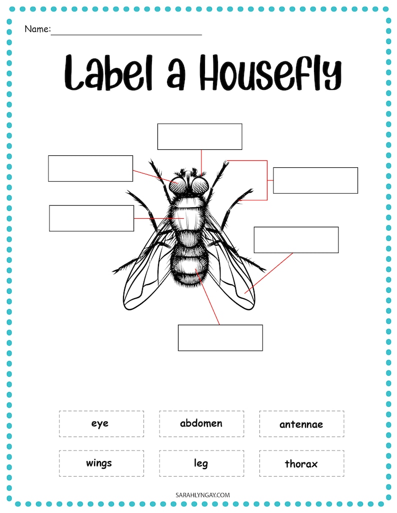 Housefly Life Cycle, Instant Download, STEM Workbook, Digital Download ...