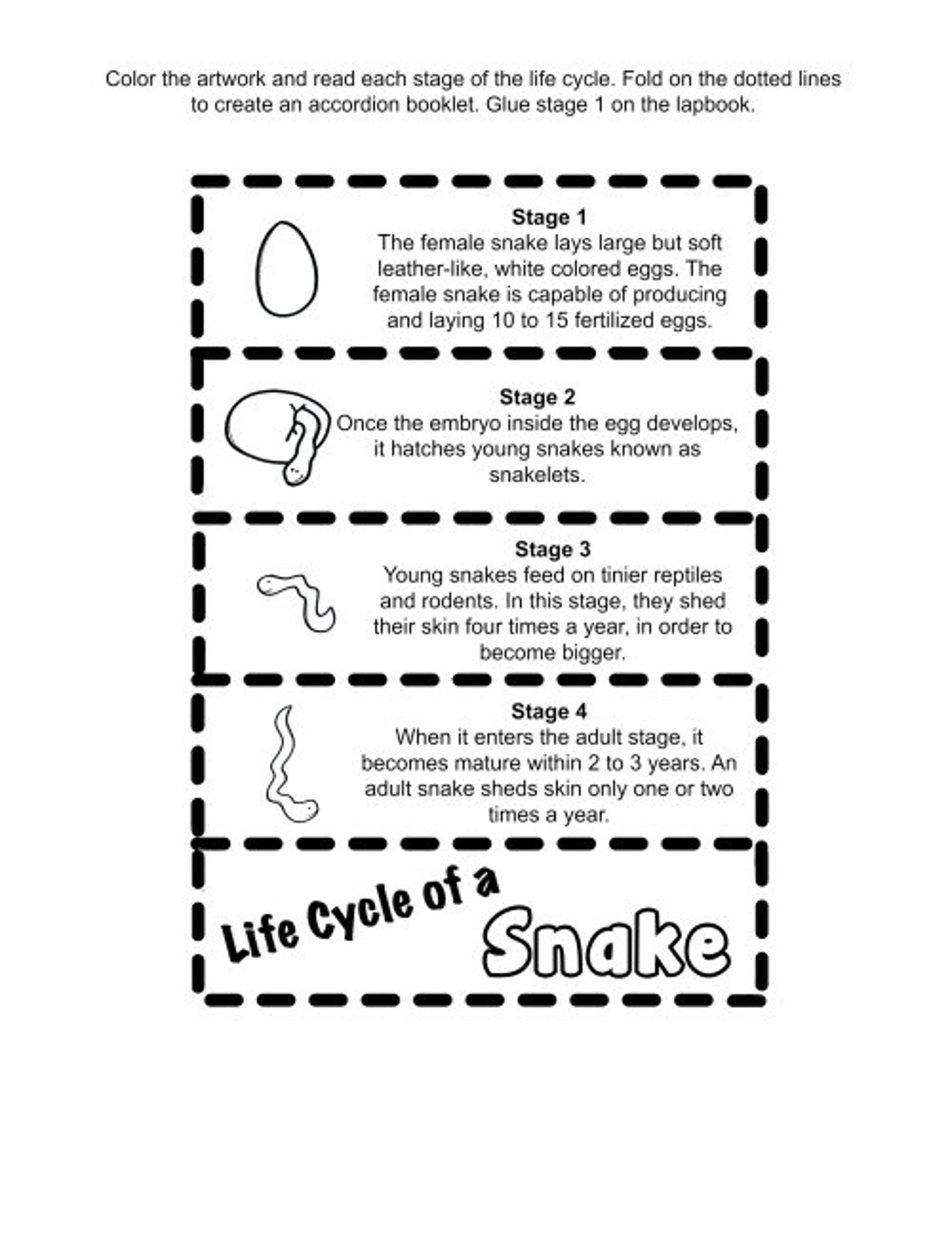 Snake Lifecycle Lapbook, Snake Lifecycle, Lapbook, Digital Download ...