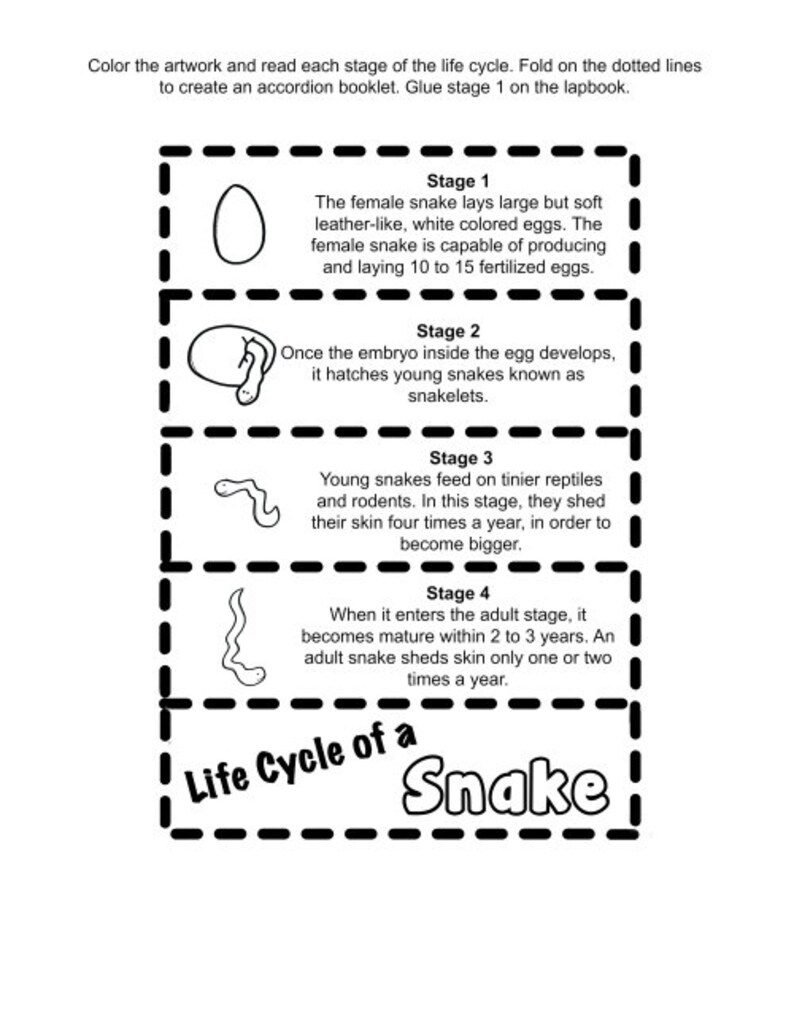 Snake Lifecycle Lapbook, Snake Lifecycle, Lapbook, Digital Download ...
