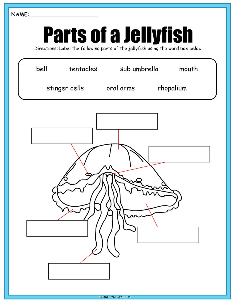 Jellyfish Life Cycle, Instant Download STEM Workbook, Digital Download ...