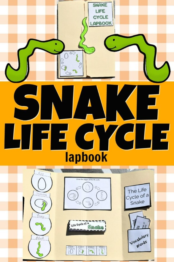 Snake Lifecycle Lapbook, Snake Lifecycle, Lapbook, Digital Download ...