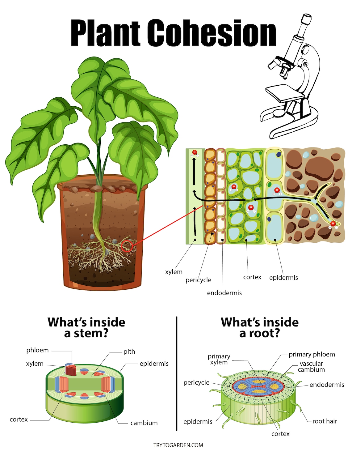 Plant Unit, Instant Download, Digital Download, Kids Workbook, STEM ...