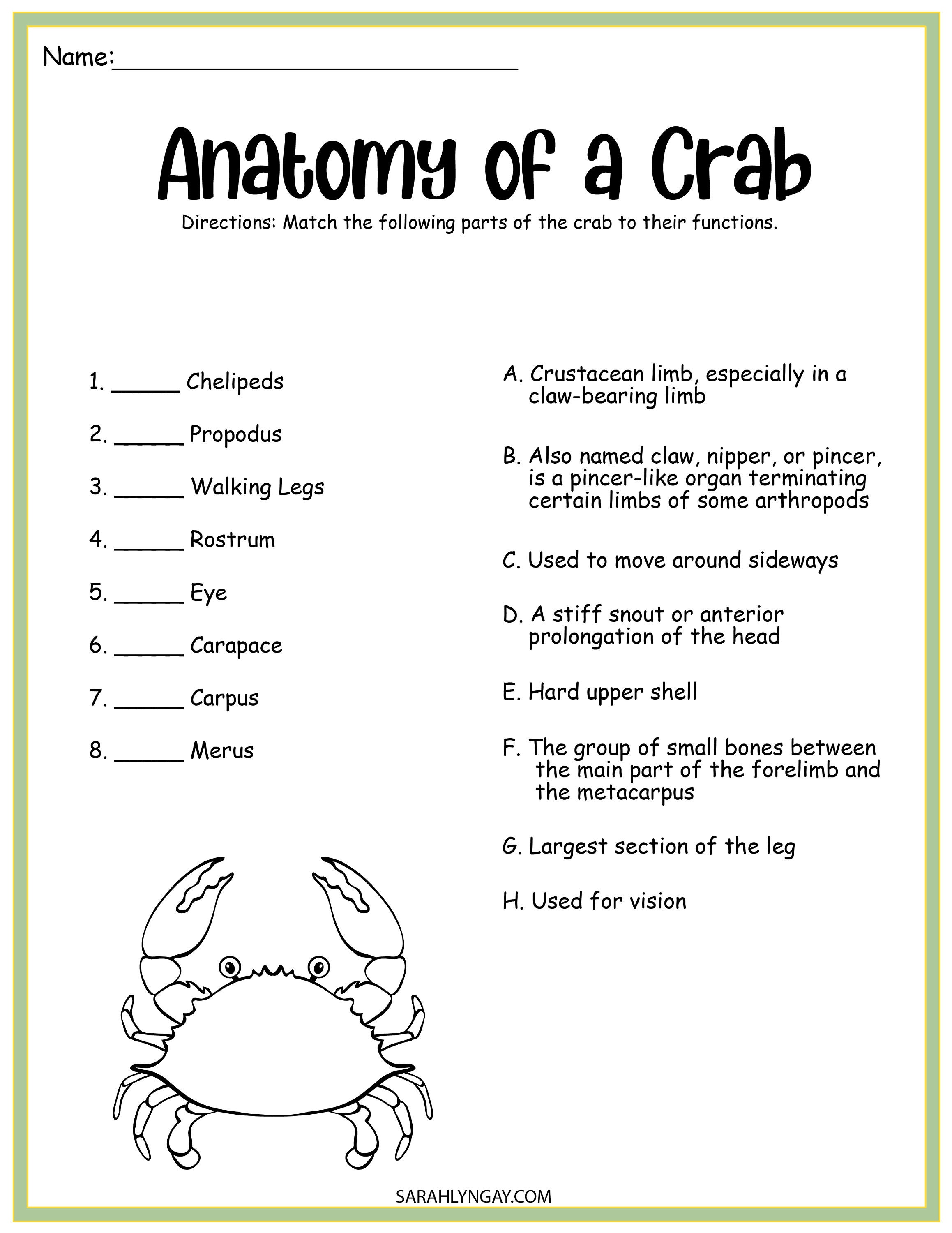 Crab Anatomy Science Worksheets Science Lessons Anatomy