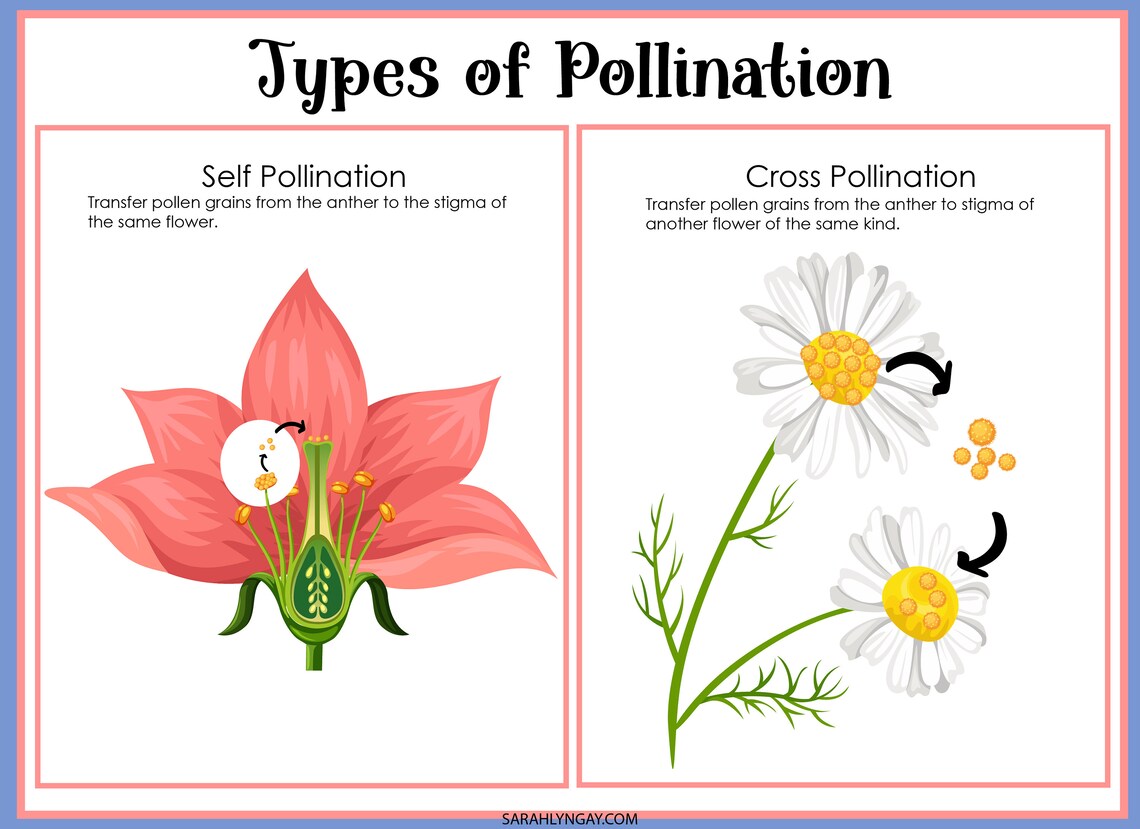 Pollination Set, Pollination, Instant Download, Kids Workbook, STEM ...
