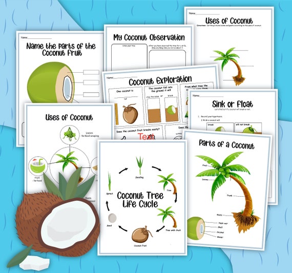 Coconut Tree Coconut Tree Life Cycle Instant Download STEM - Etsy