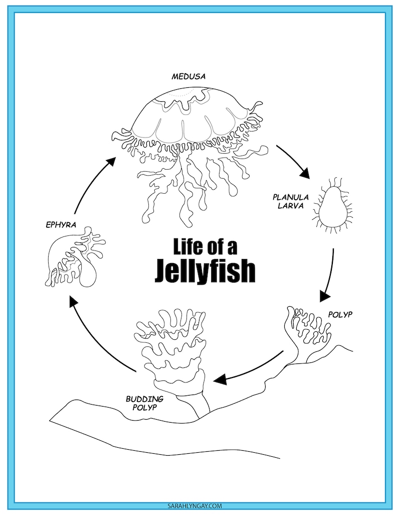 Jellyfish Life Cycle, Instant Download STEM Workbook, Digital Download ...