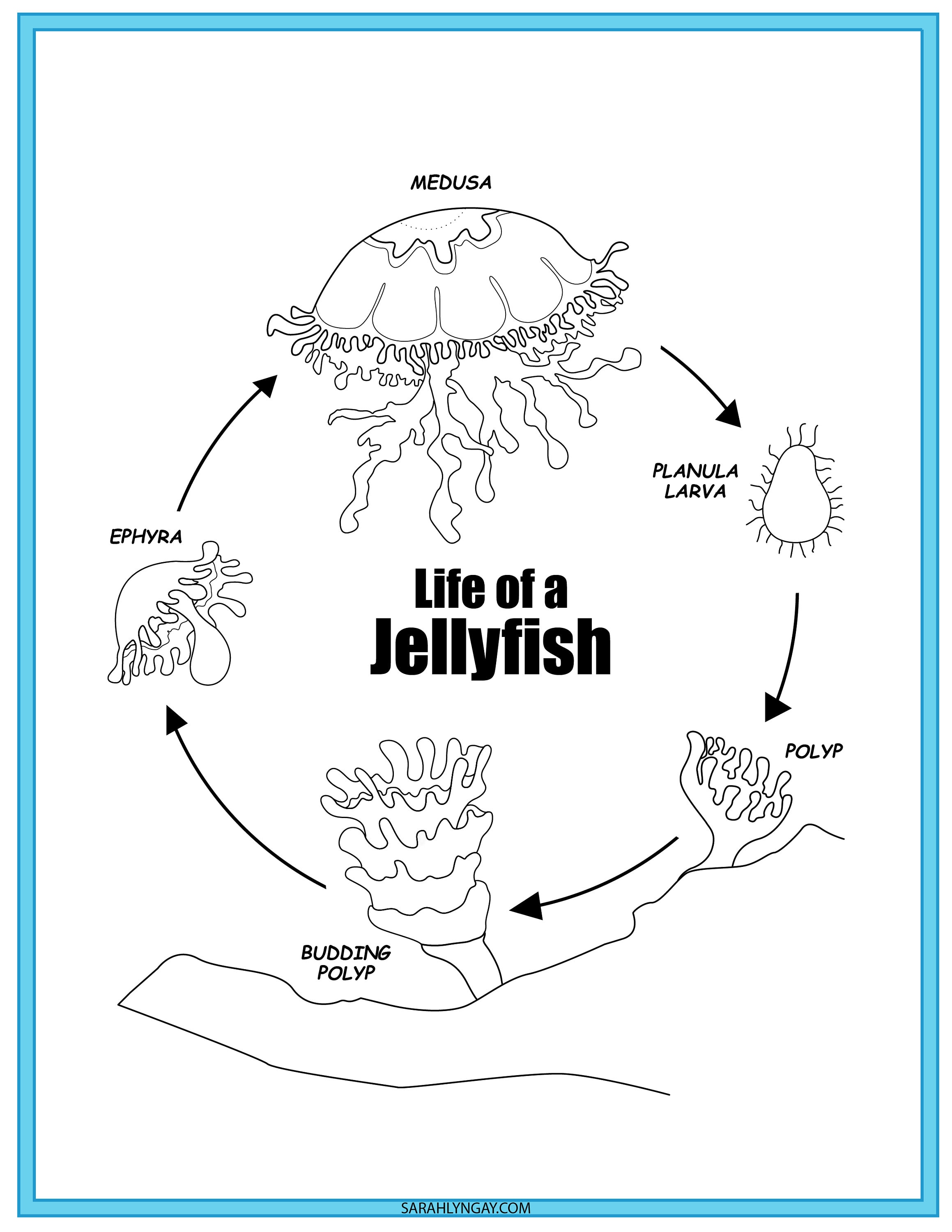 Jellyfish Life Cycle, Instant Download STEM Workbook, Digital Download ...