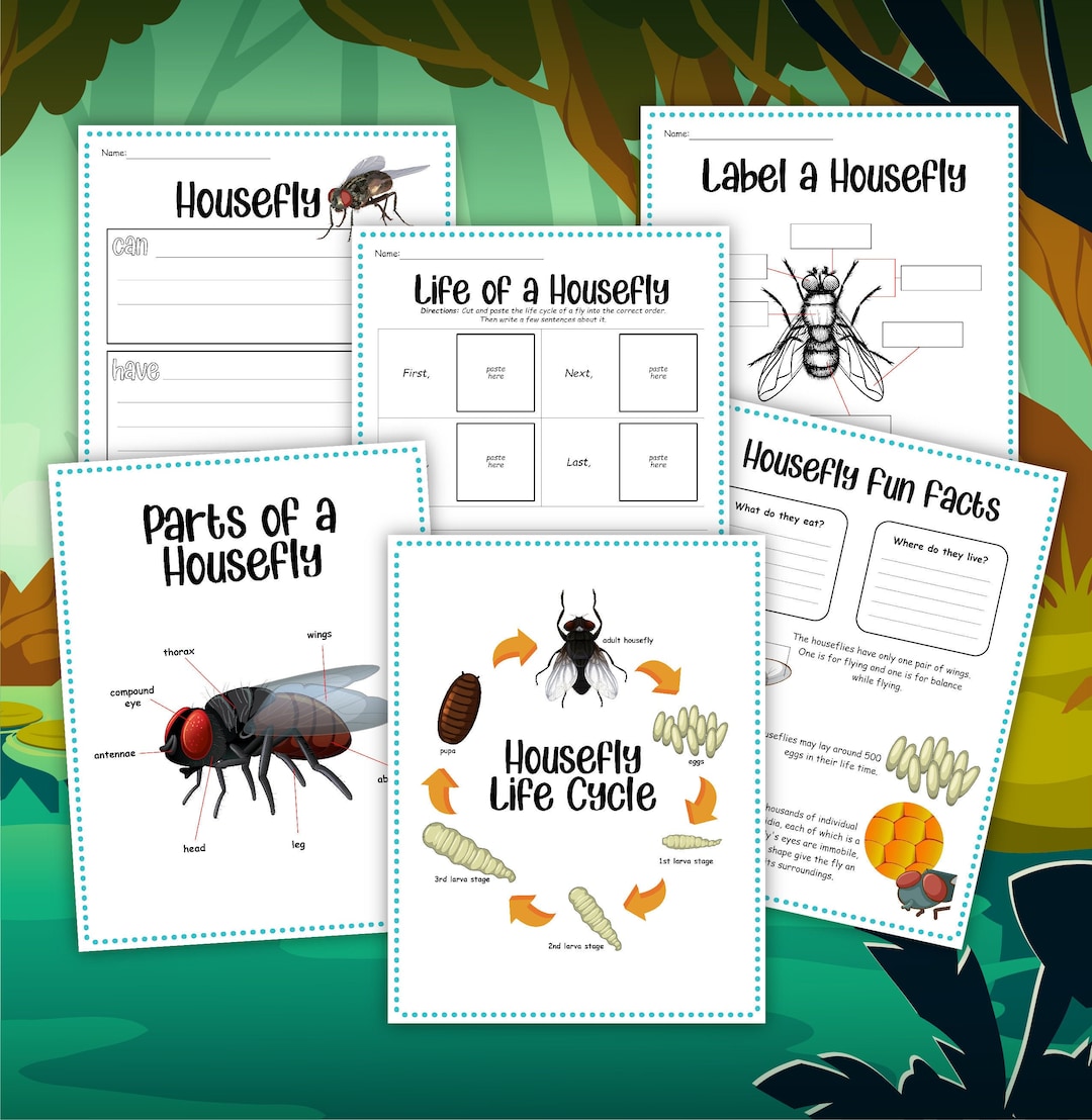 Housefly Life Cycle, Instant Download, STEM Workbook, Digital Download ...