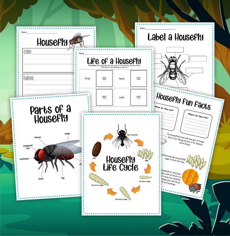 Housefly Life Cycle, Instant Download, STEM Workbook, Digital Download ...