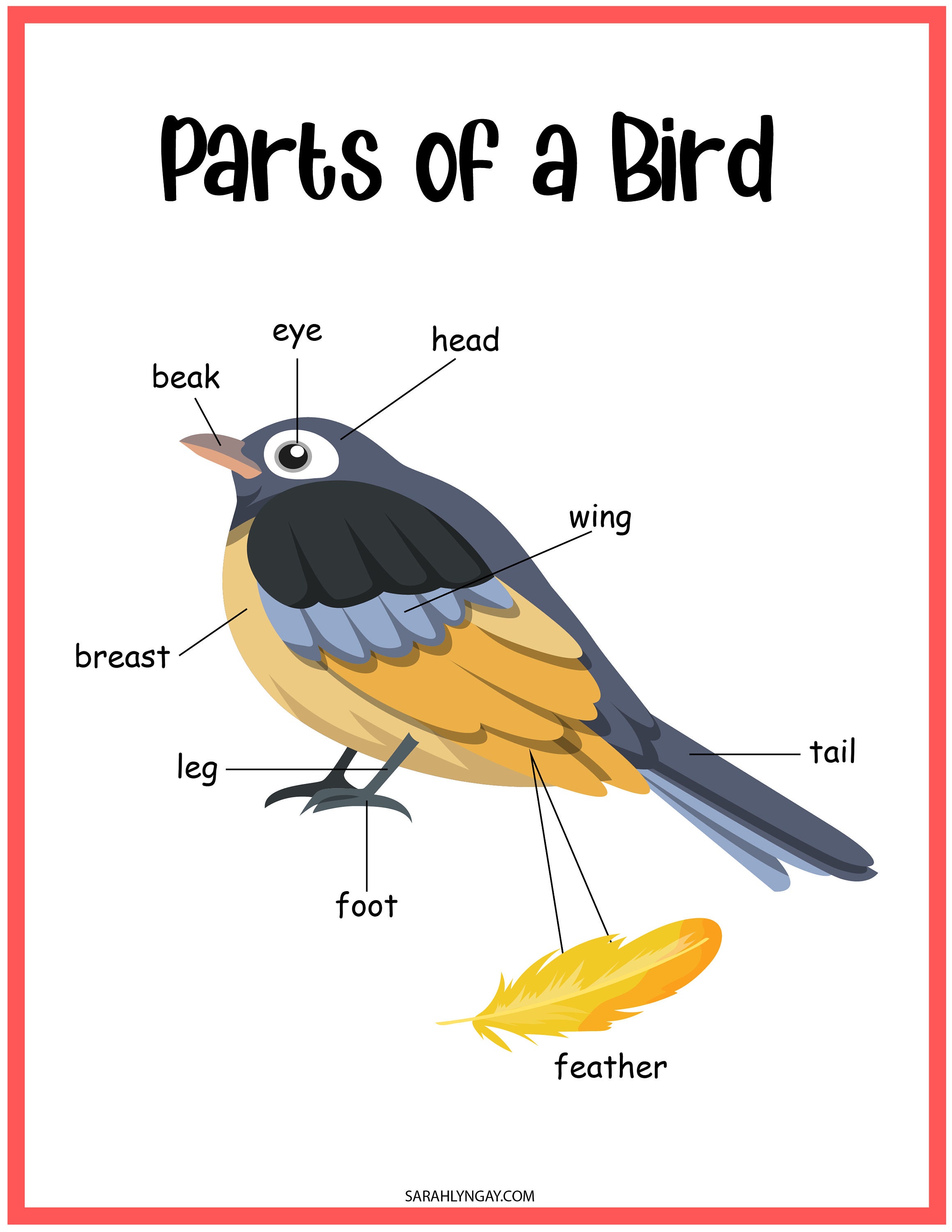 Bird Life Cycle, Birds, All About Birds, Instant Download, STEM ...