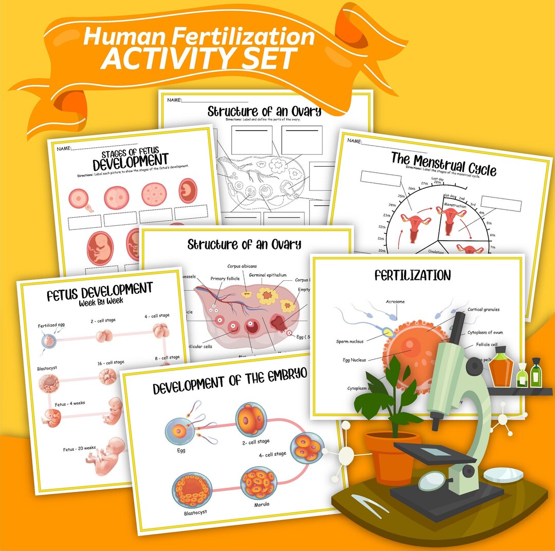 Human Fertilization Activity Set, Pregnancy, Digital Download, Instant ...