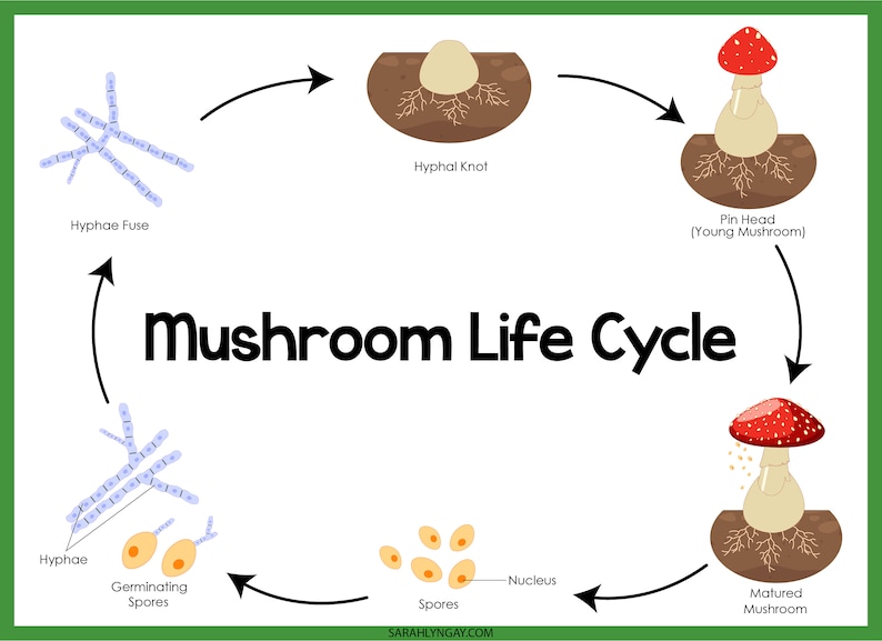 Mushroom Life Cycle Mushrooms Instant Download STEM - Etsy