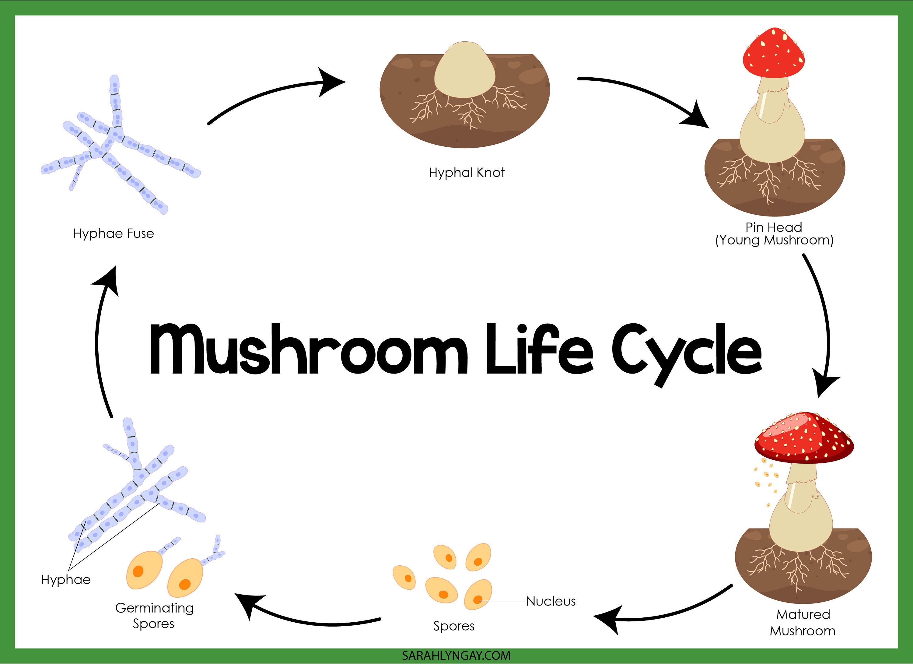 Basic Mushroom Life Cycle