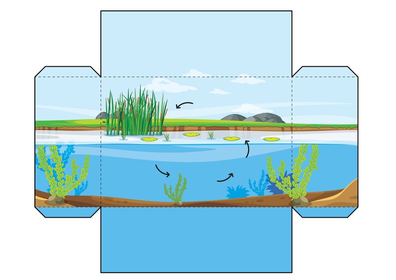 Frog 3D Life Cycle Diorama, Frogs, 3D Diorama, Life Cycle, Digital ...