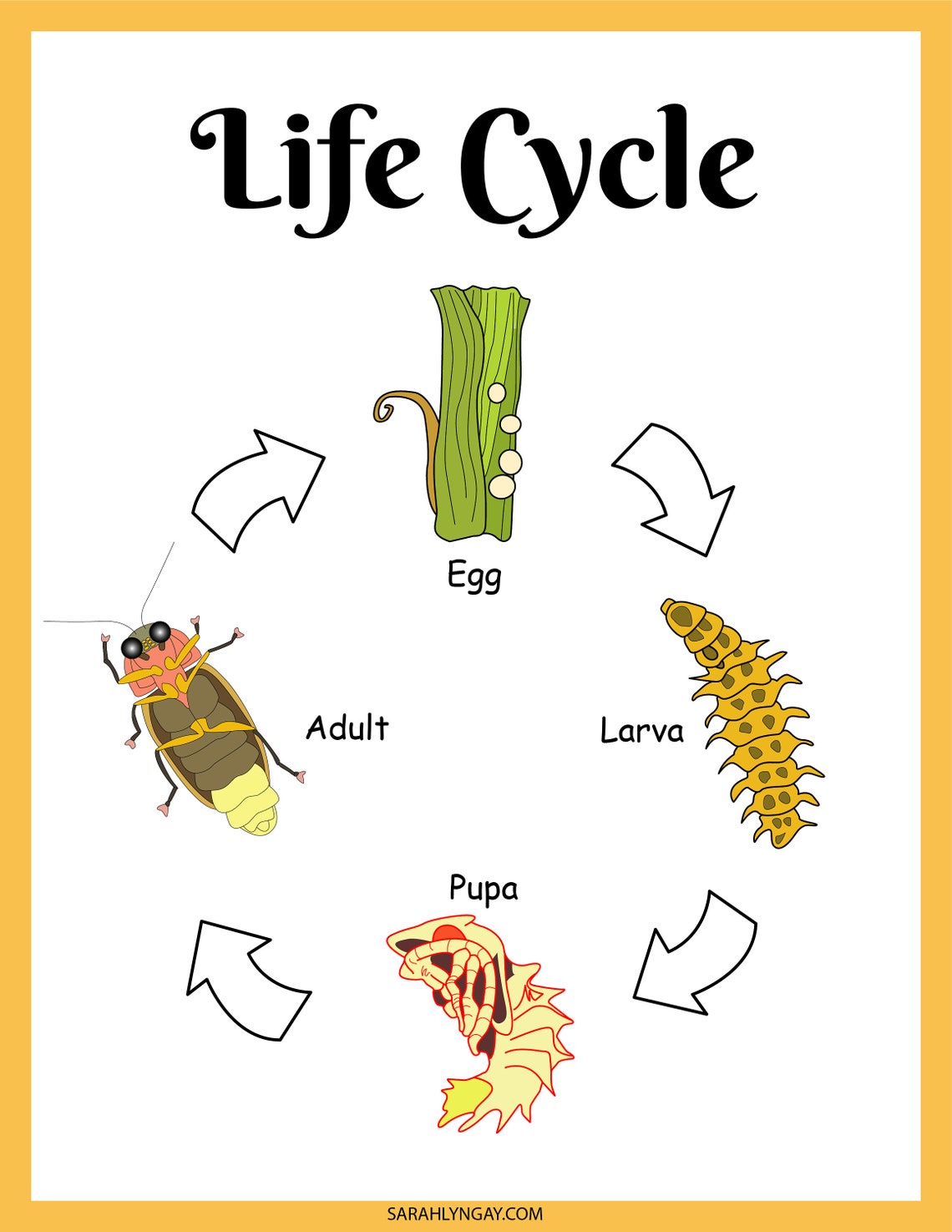 Firefly Lifecycle Activity Set, Fireflies, Digital Download, Instant ...