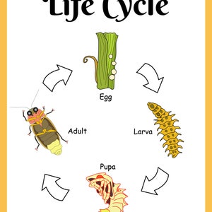 Firefly Lifecycle Activity Set, Fireflies, Digital Download, Instant ...