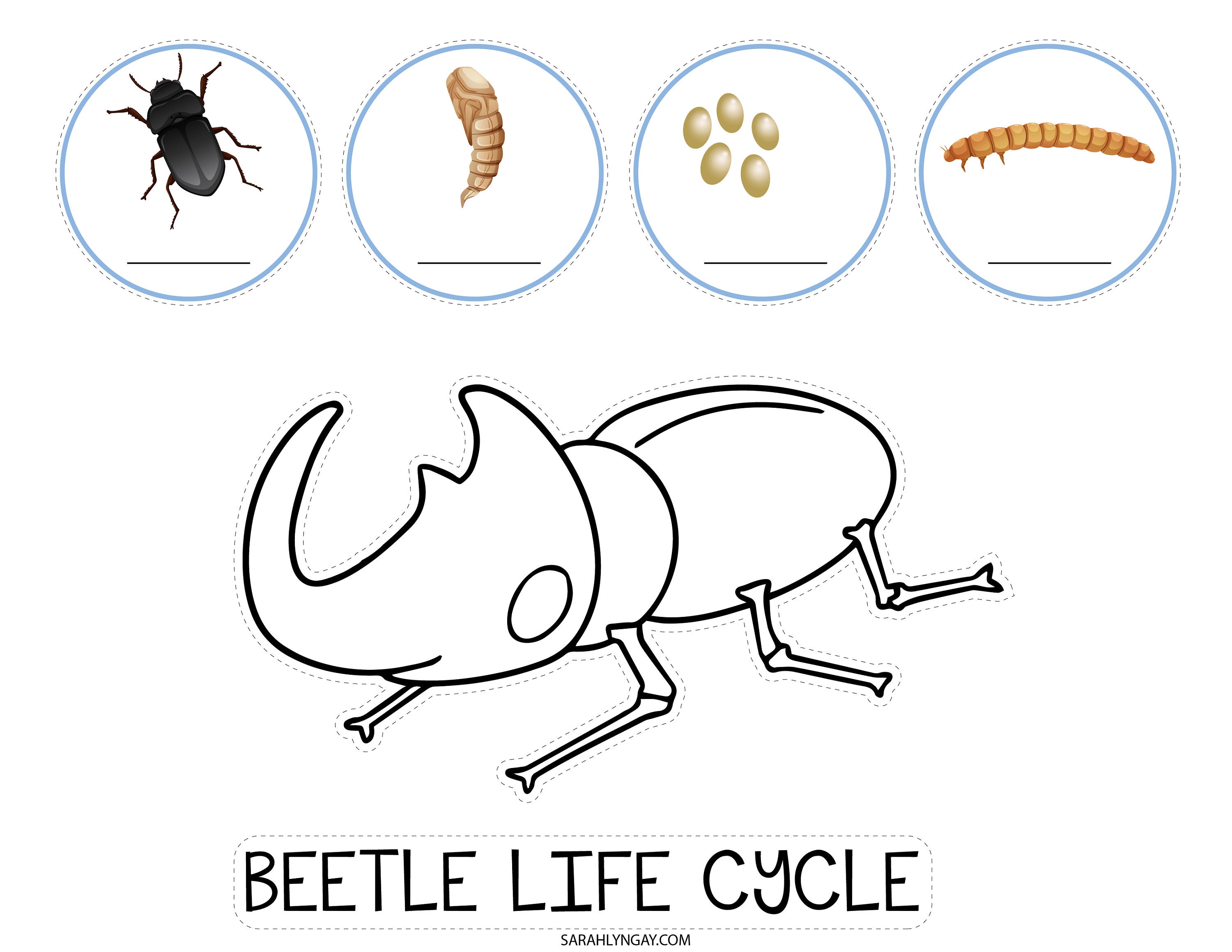Insects Lifecycle Sequencing Hat Insects Lifecycle - Etsy