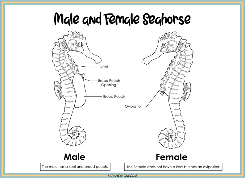 Seahorses Seahorse Lifecycle Seahorse Facts Digital - Etsy