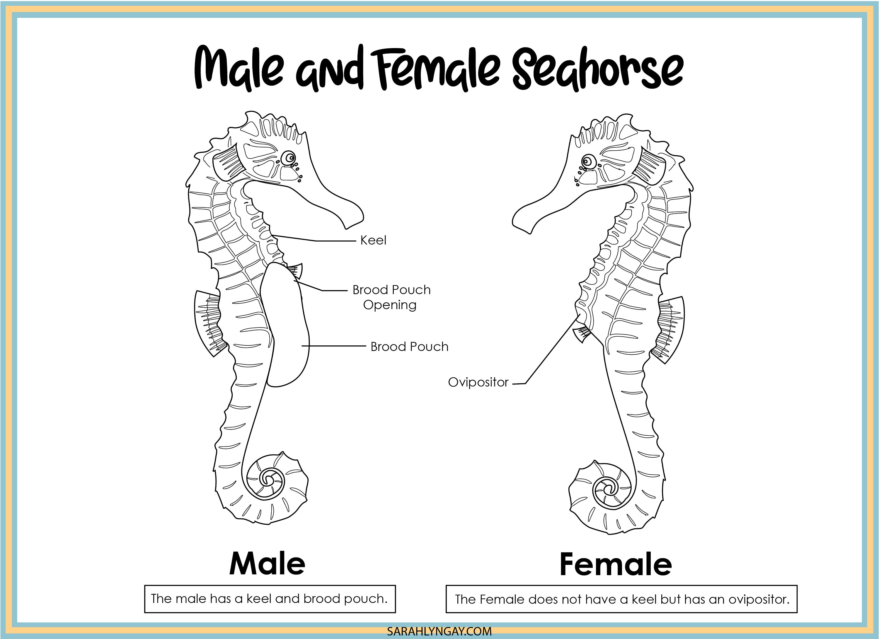 Seahorses Seahorse Lifecycle Seahorse Facts Digital - Etsy