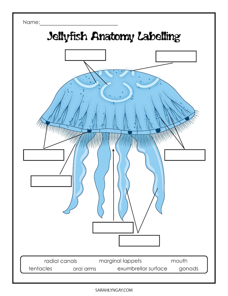Jellyfish Printable Activity, Jellyfish, Digital Download, Instant ...
