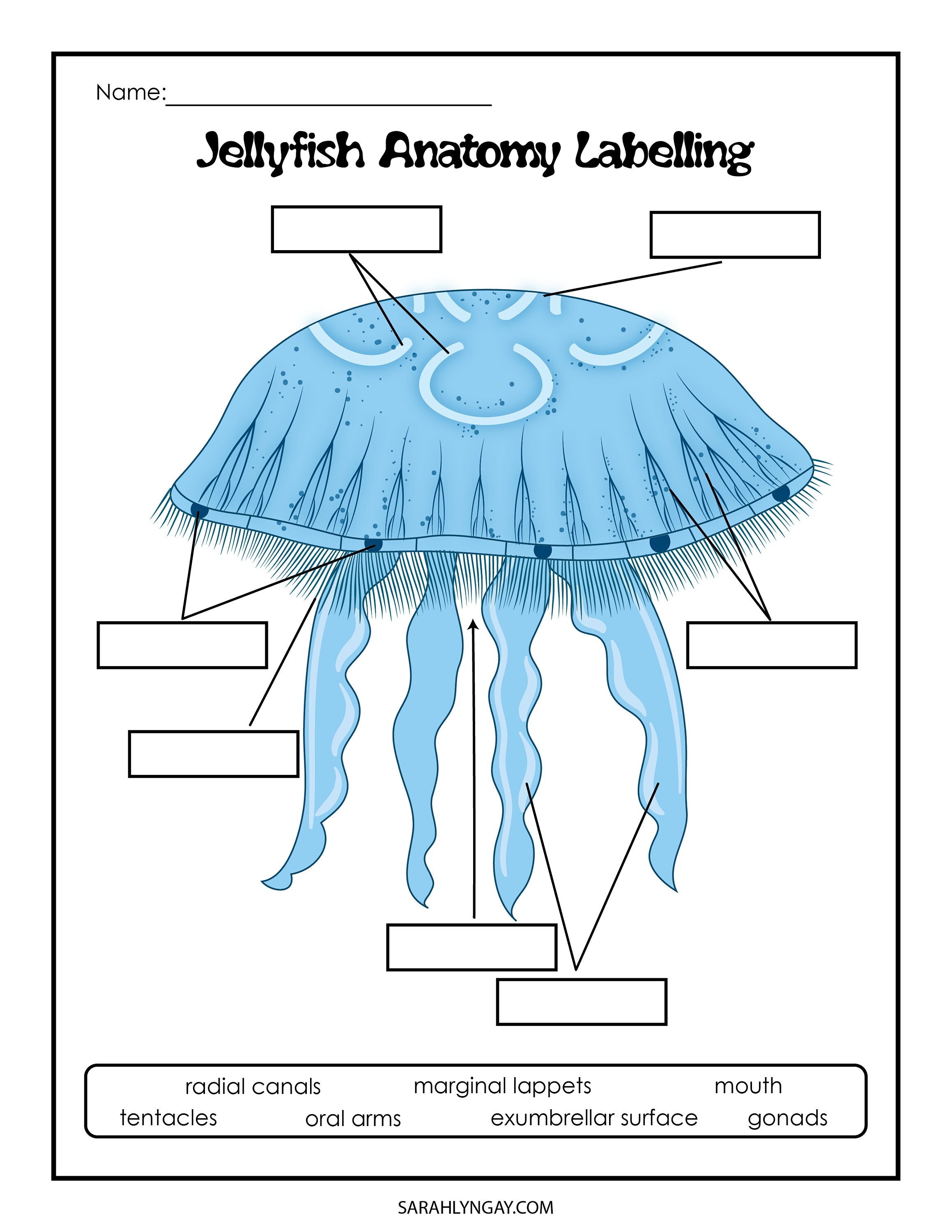 Jellyfish Printable Activity, Jellyfish, Digital Download, Instant ...