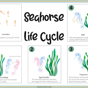 Seahorses, Seahorse Lifecycle, Seahorse Facts, Digital Download ...