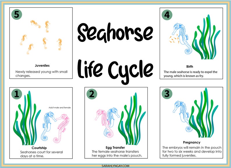 Seahorses Seahorse Lifecycle Seahorse Facts Digital - Etsy