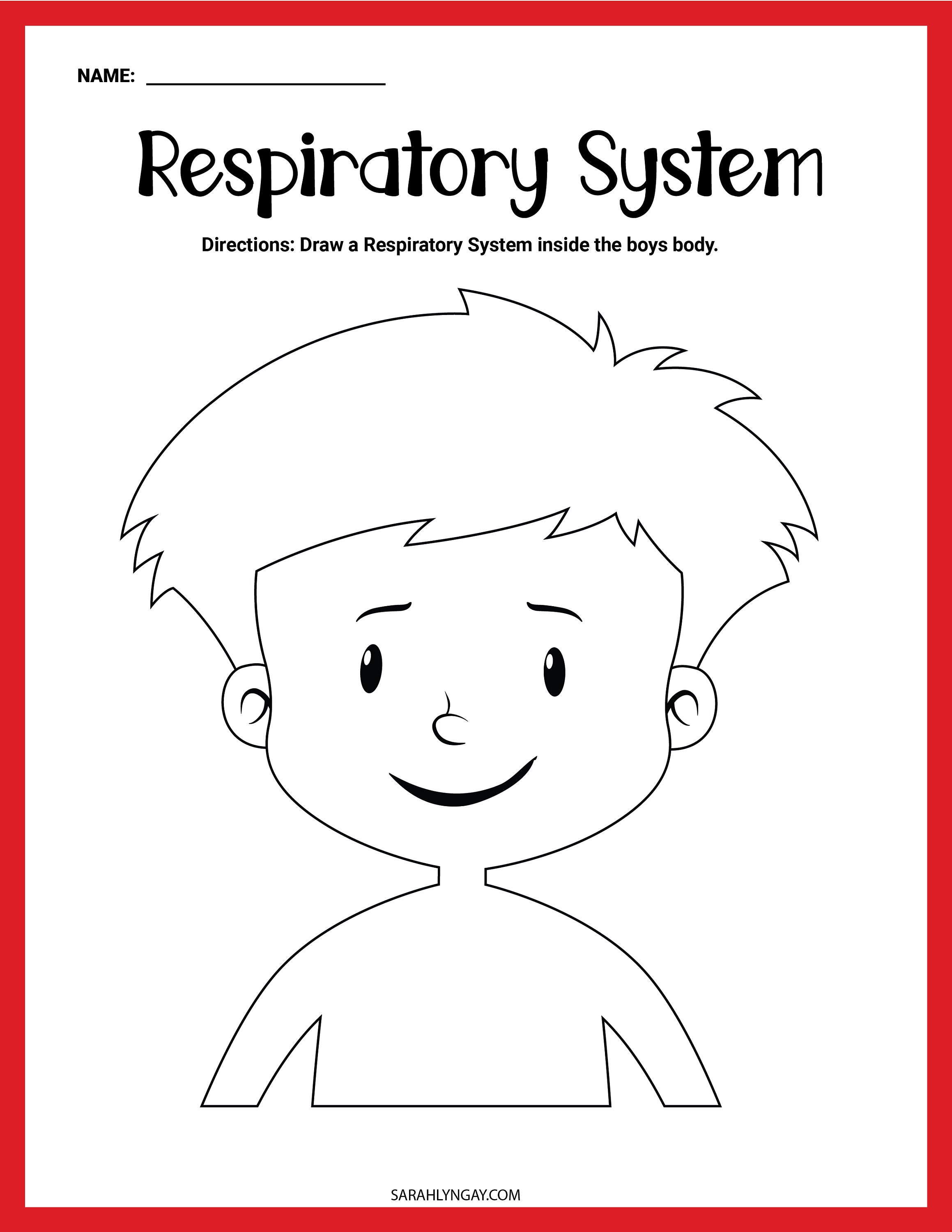 Respiratory System Blank Worksheet