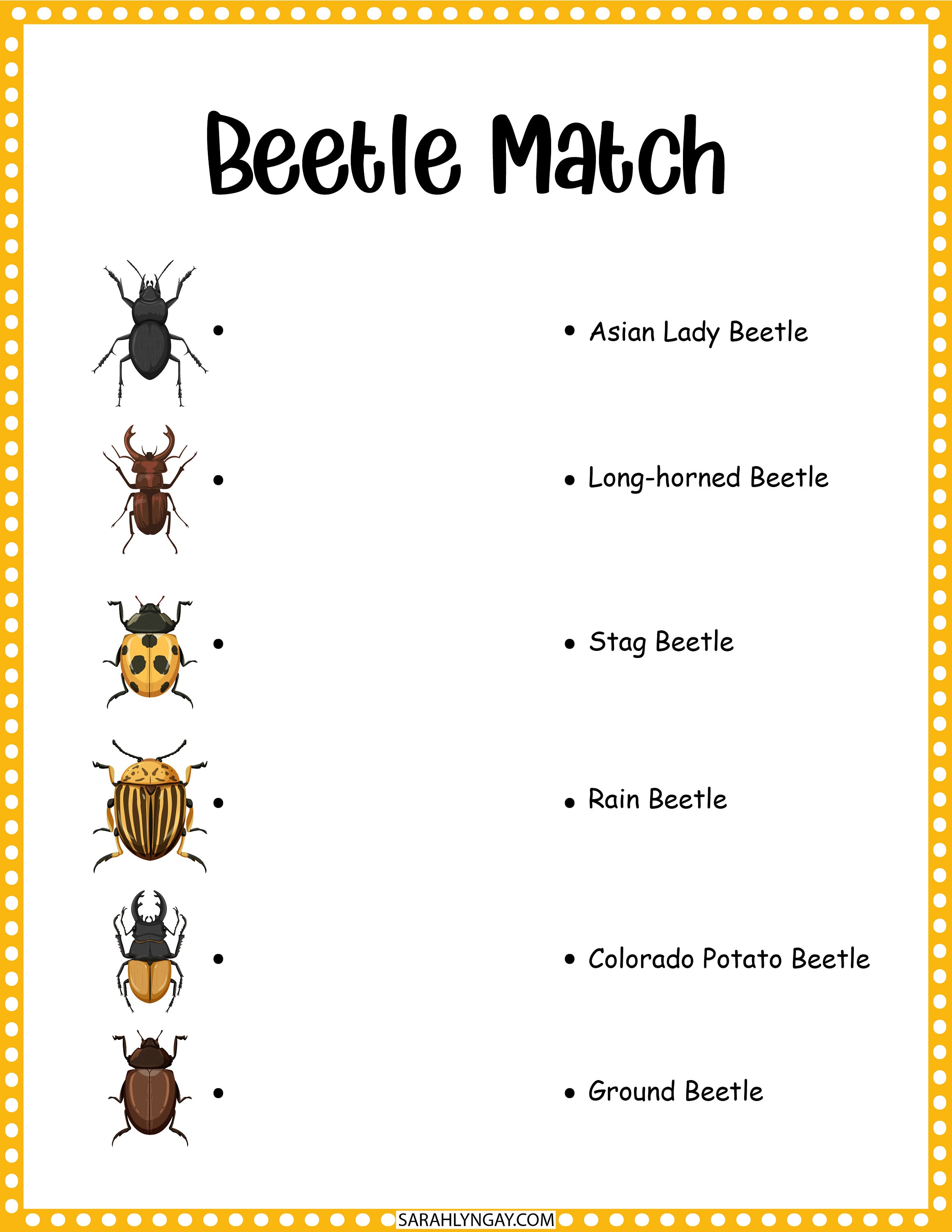 Life Cycle of a Beetle, Instant Download, STEM Workbook, Digital ...