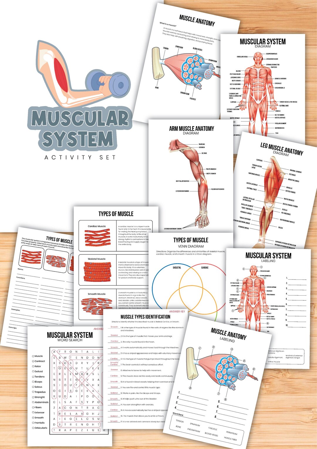 Muscular System Activity Set, Muscular System, Digital Download ...