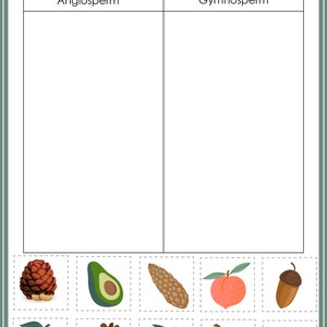 Gymnosperm Activity Set for Kids Instant Download STEM | Etsy