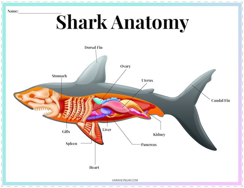 Sharks, Shark Activity Set, Shark Facts, Digital Download, Instant ...