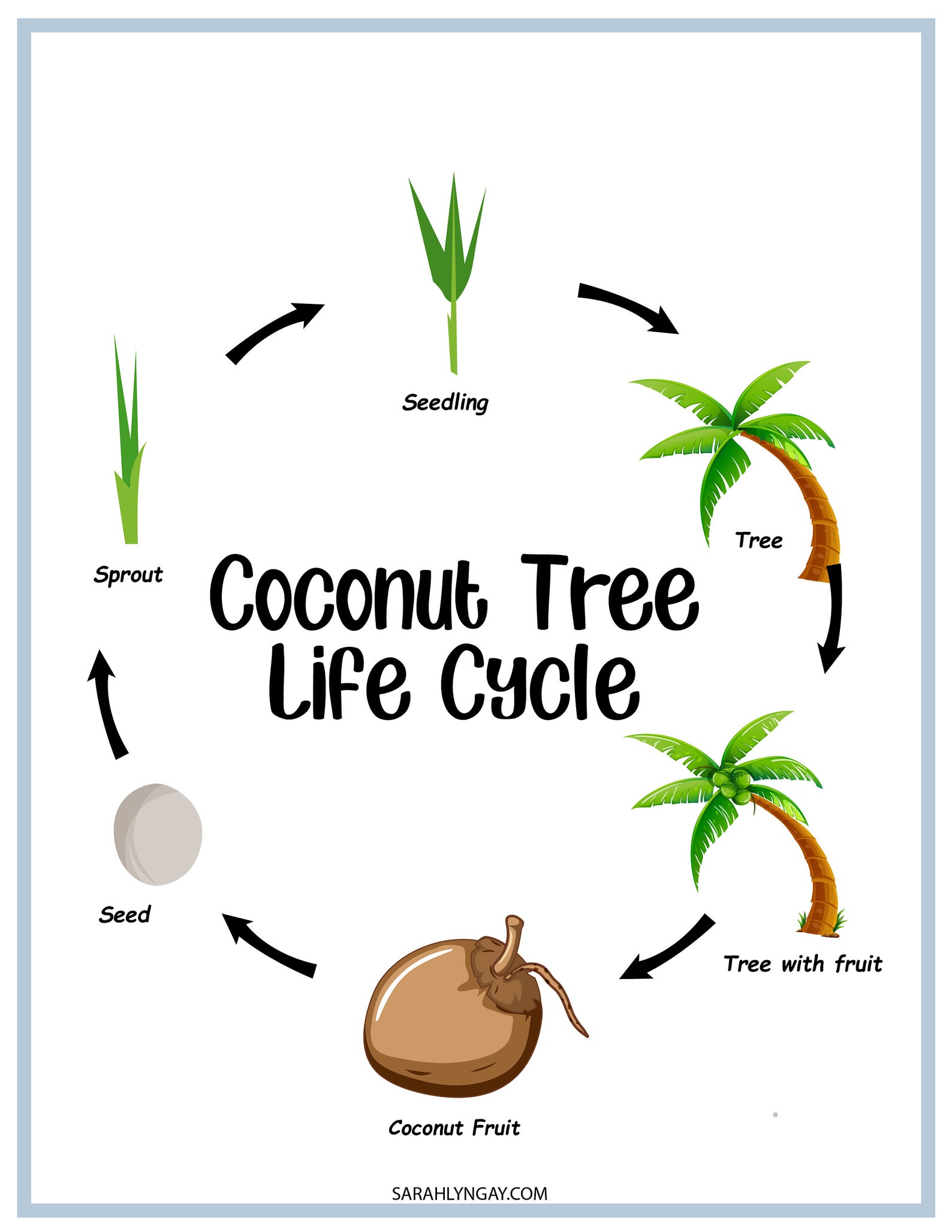 Coconut Tree, Coconut Tree Life Cycle, Instant Download, STEM Workbook ...
