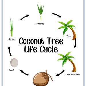 Coconut Tree, Coconut Tree Life Cycle, Instant Download, STEM Workbook ...
