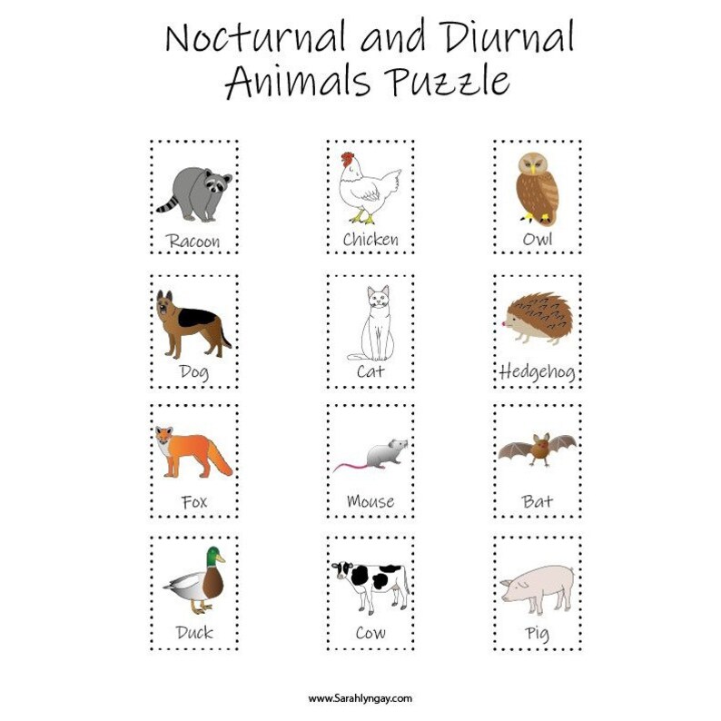 Nocturnal and Diurnal Animals Worksheet Set, Printable Lesson Plan ...