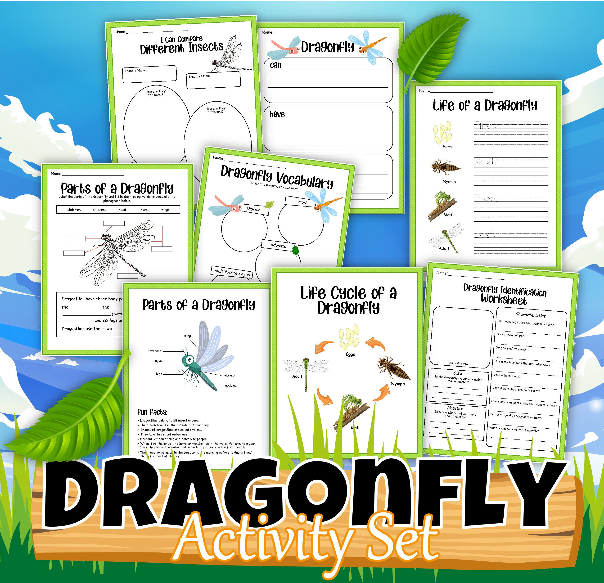 Life Cycle Of A Dragonfly Worksheet