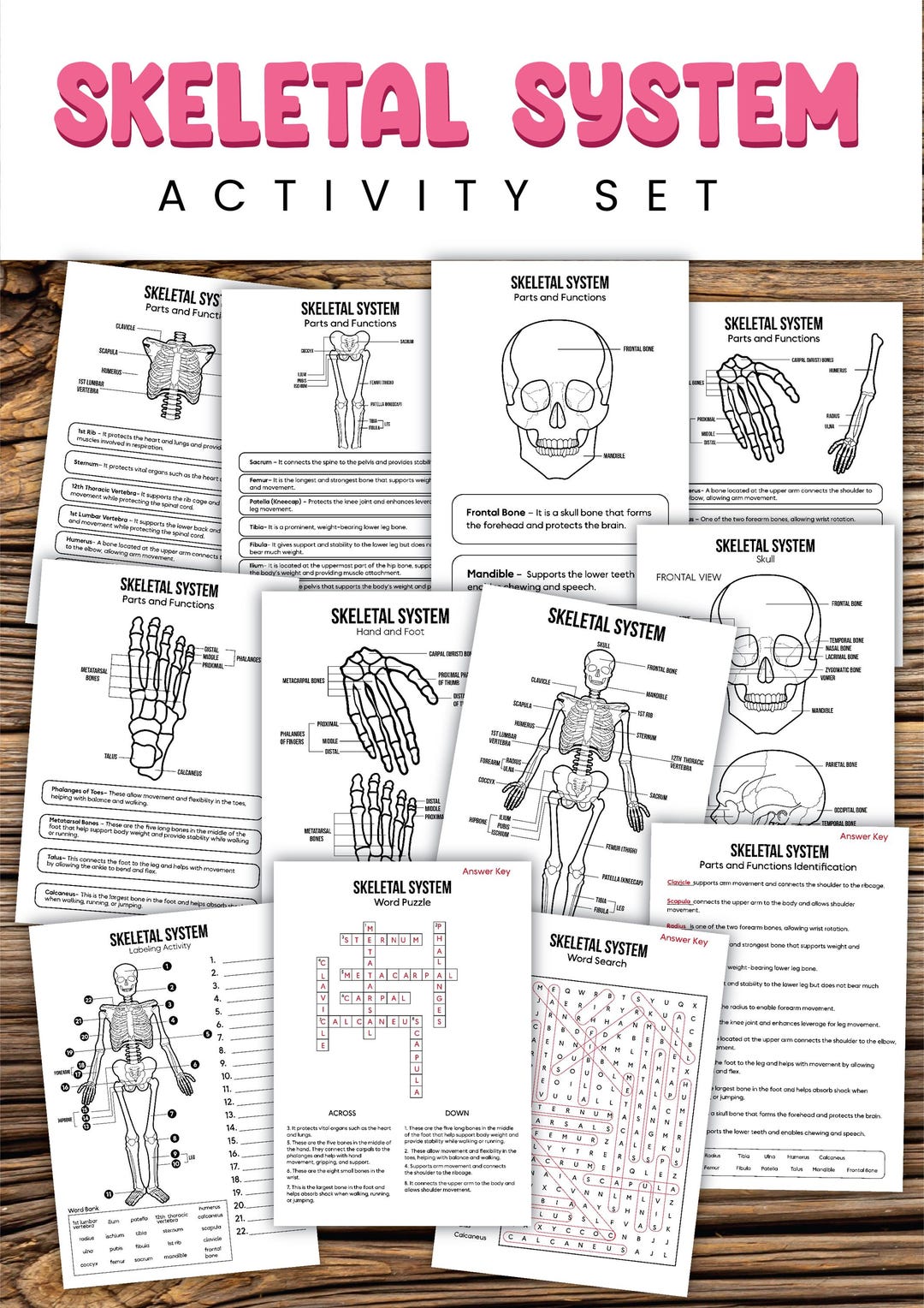 Skeletal System Activity Set, Digital Download, Instant Download ...