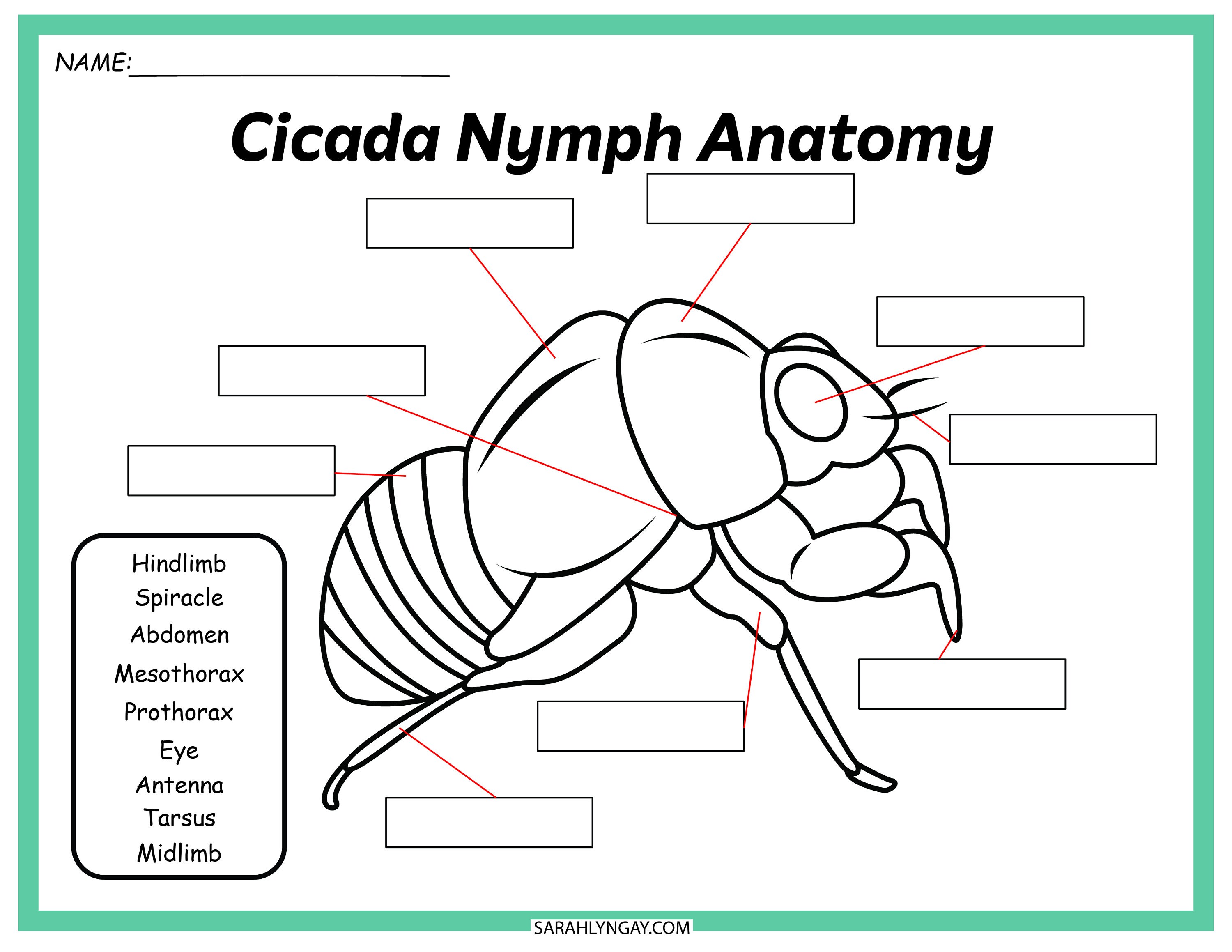 Cicada Unit Study, Cicada Workbook, Digital Download, Instant Download ...