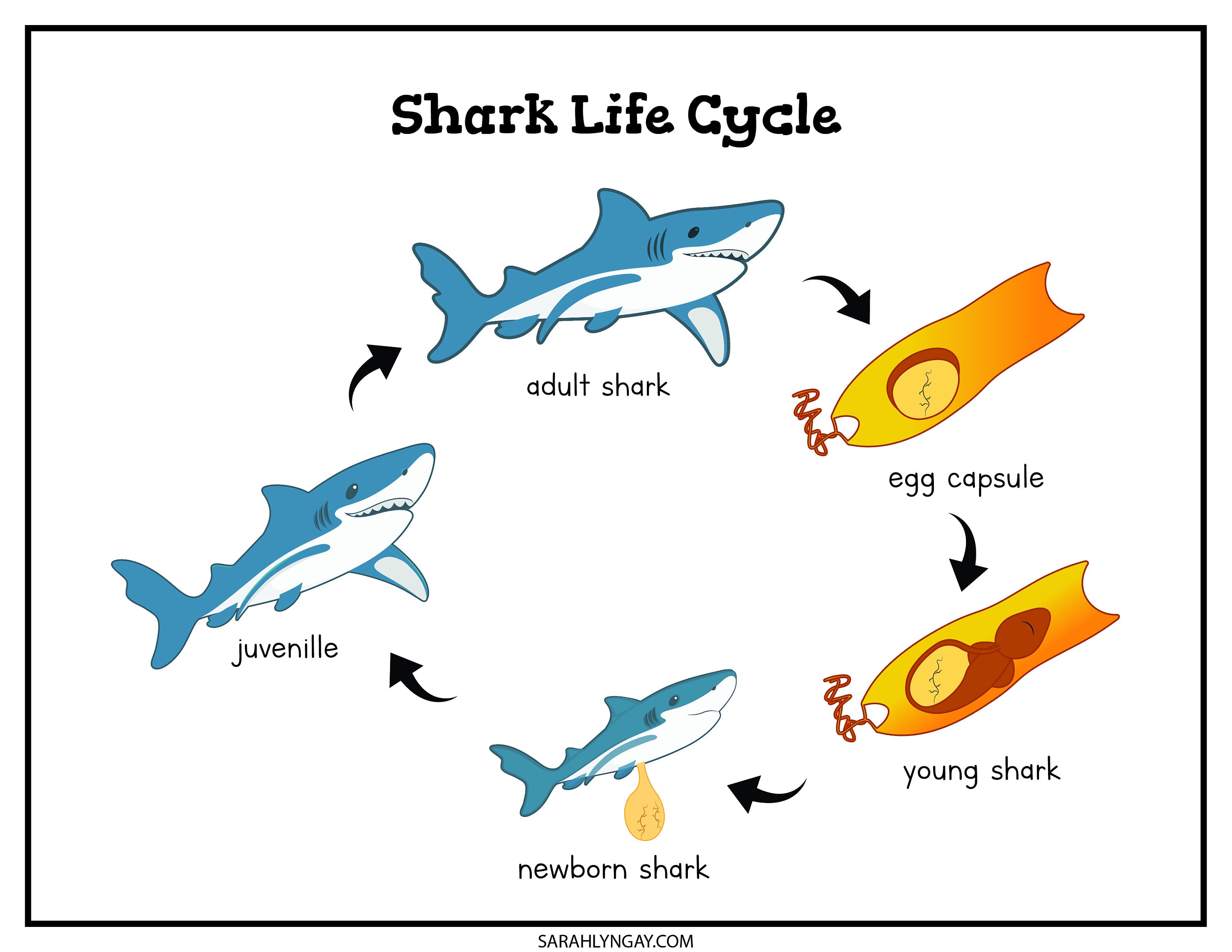 Shark Activity Set, Sharks, Digital Download, Printable Download ...
