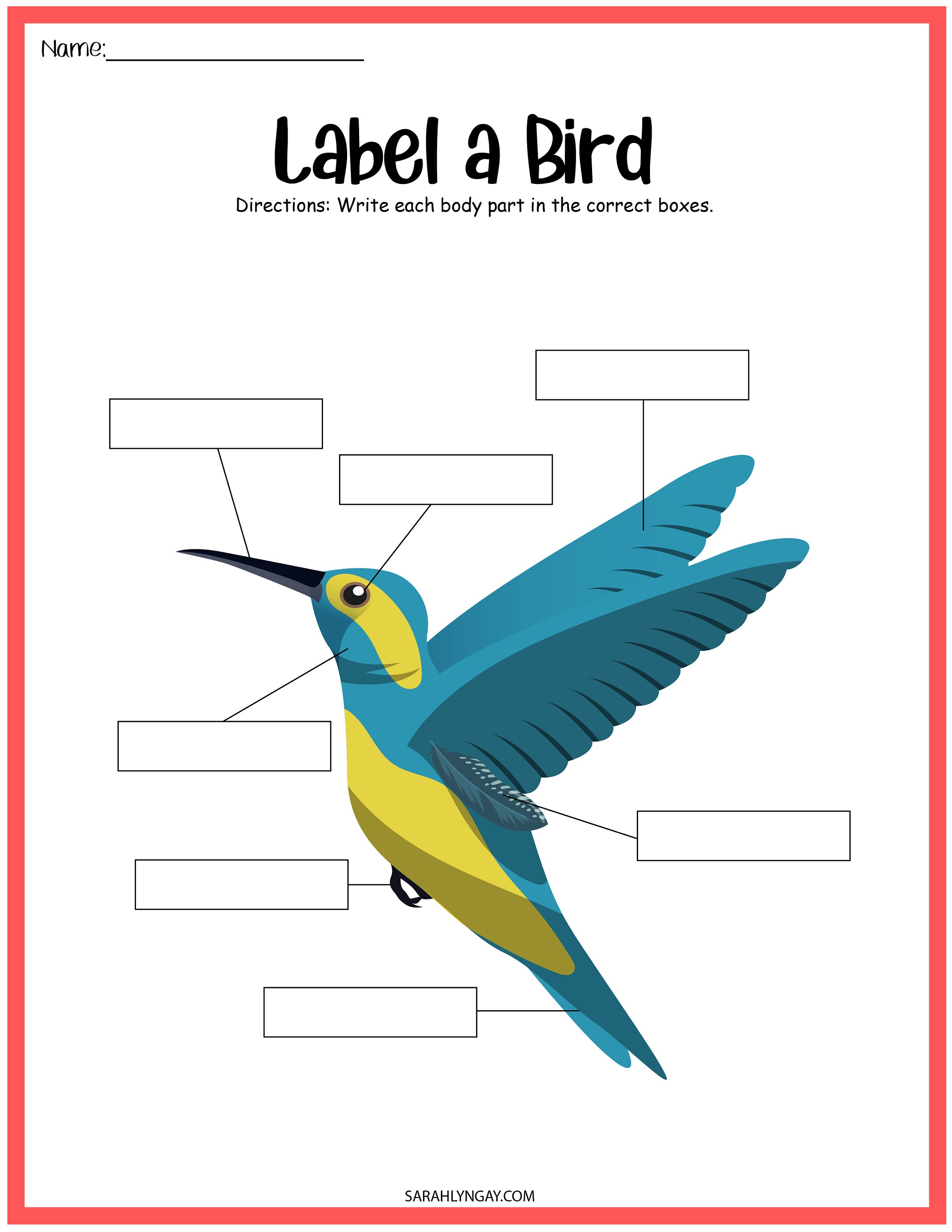 Bird Life Cycle, Birds, All About Birds, Instant Download, STEM ...