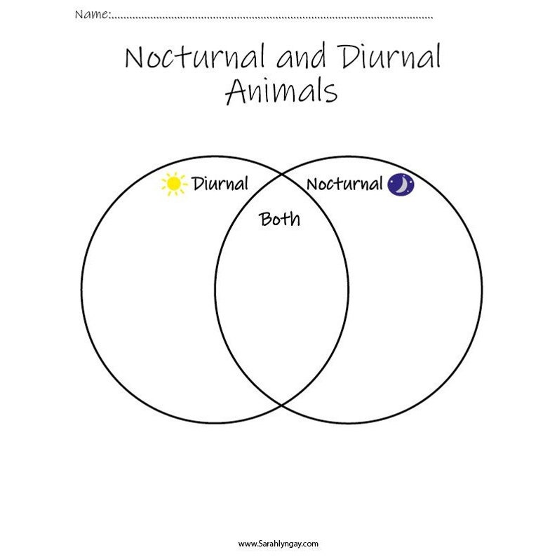 Nocturnal and Diurnal Animals Worksheet Set, Printable Lesson Plan ...