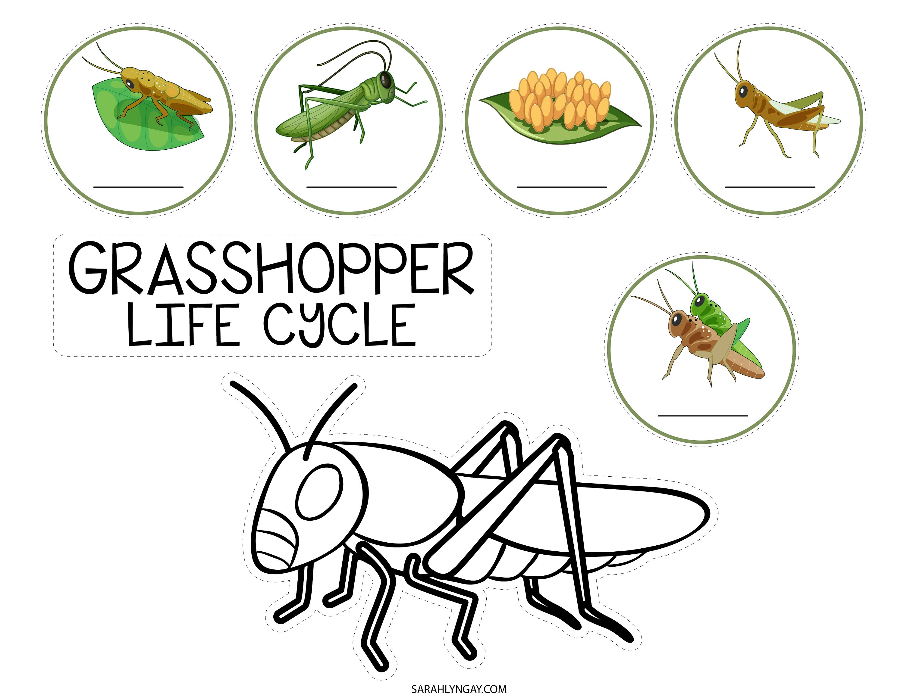 Insects Lifecycle Sequencing Hat, Insects, Lifecycle, Sequencing Hat ...